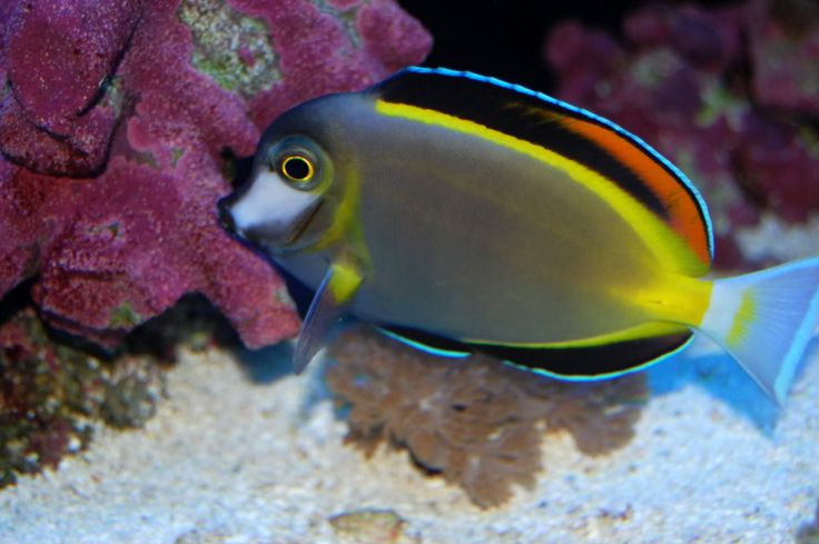 Tangs in Seawater Aquariums - NaturalSeawaterSupplier